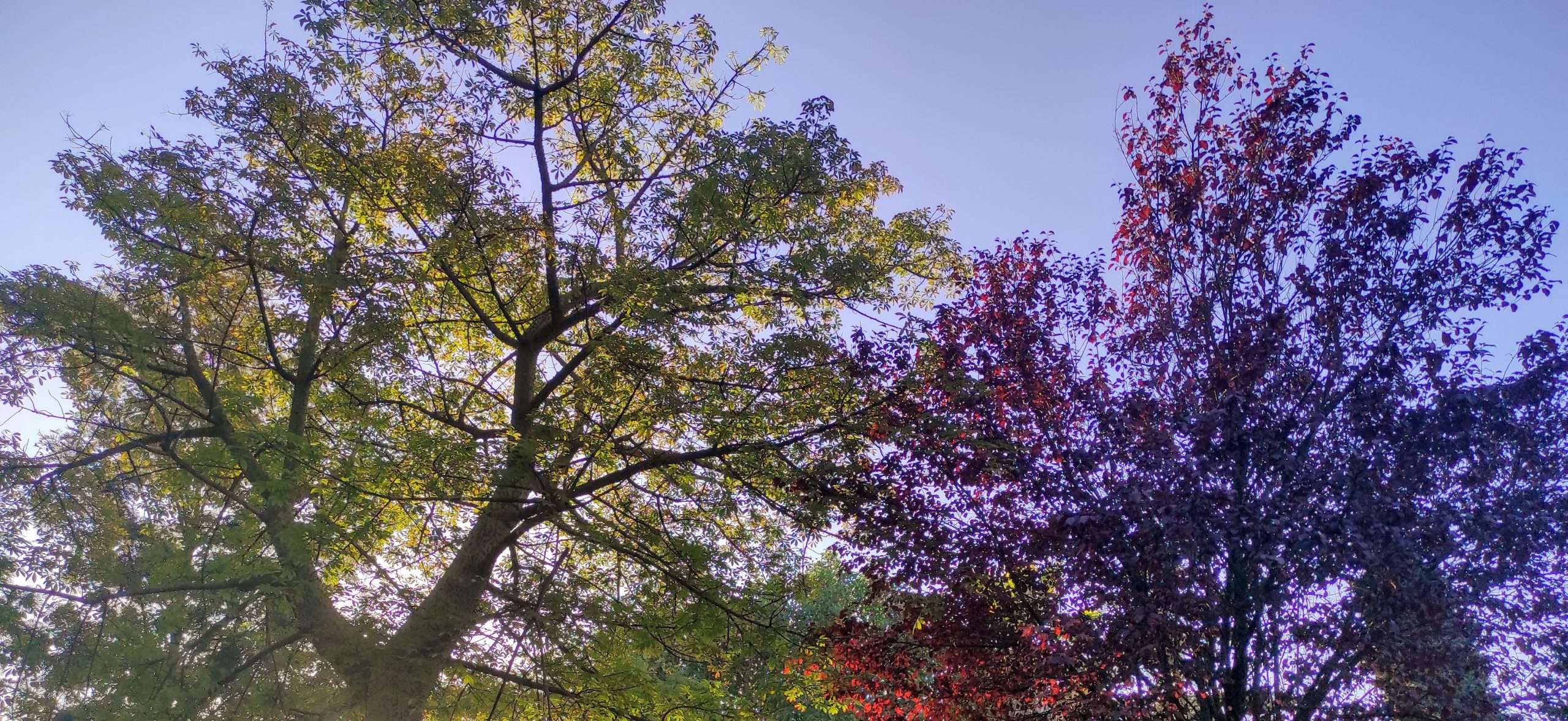 Curso sobre Análisis Visual para una Correcta Propuesta de Poda