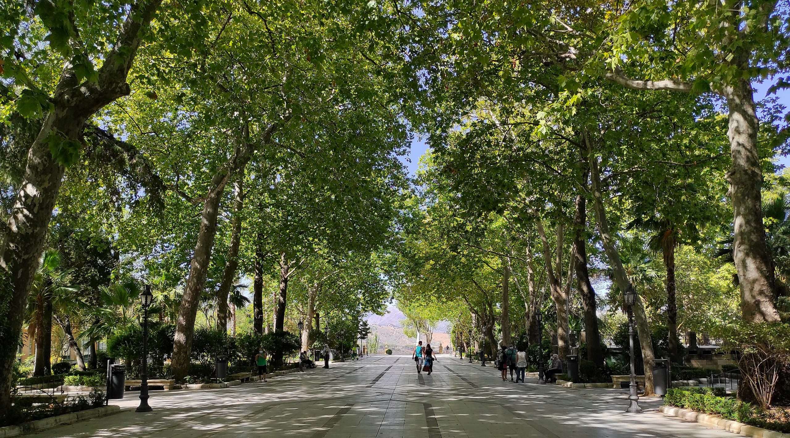 Curso sobre Gestión del Arbolado Urbano